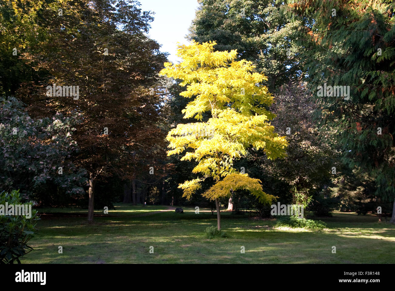 Acacia robinia pseudoacacia frisia hi-res stock photography and images ...