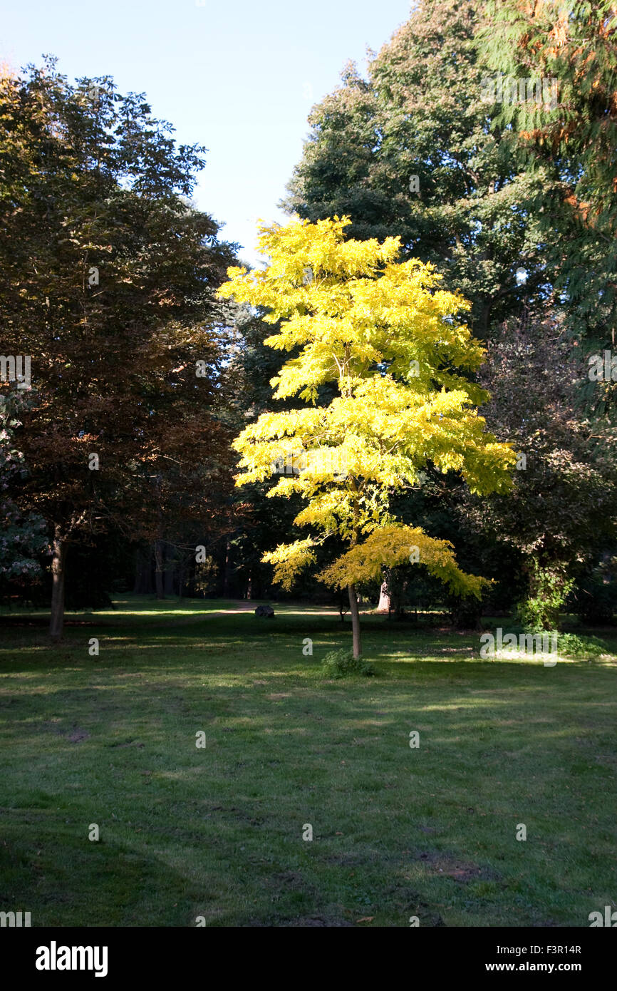 Golden Robinia High Resolution Stock Photography and Images - Alamy