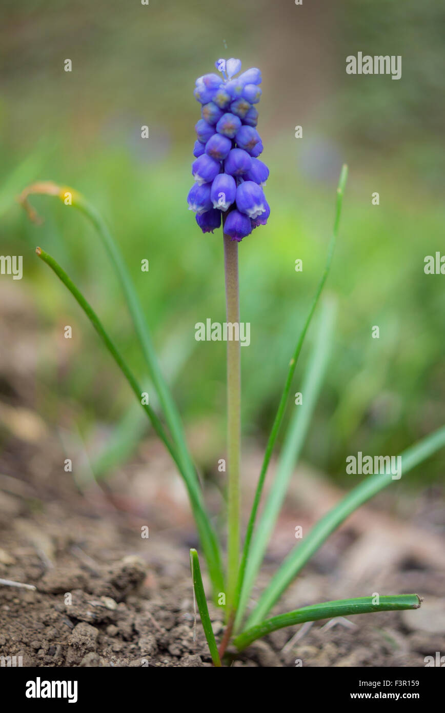 Spring time wood, muscari flower Stock Photo - Alamy