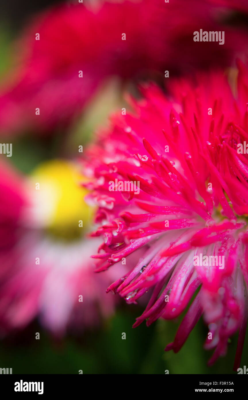 Garden daisy with dew in the garden Stock Photo - Alamy