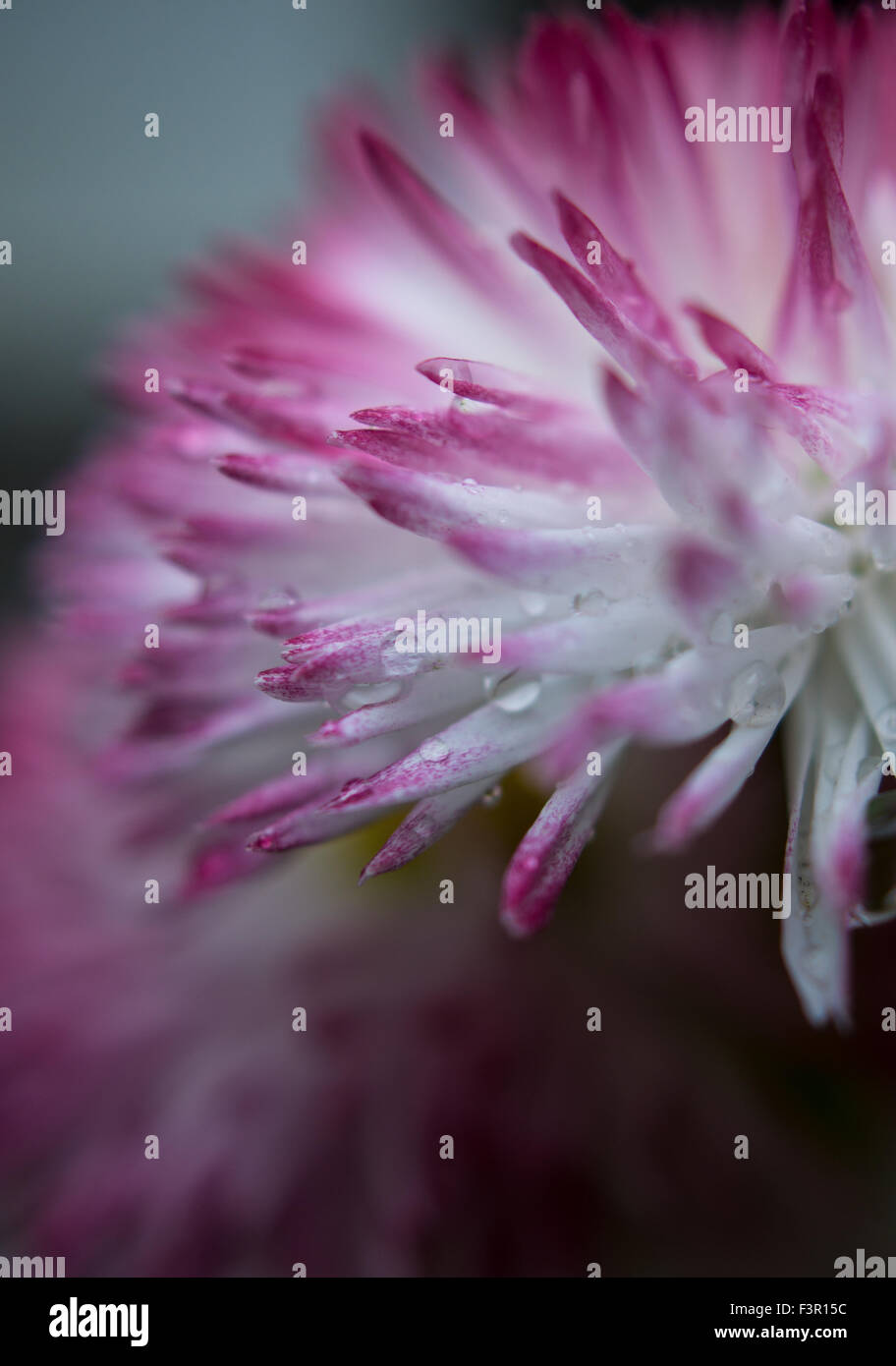 Garden daisy with dew in the garden Stock Photo - Alamy