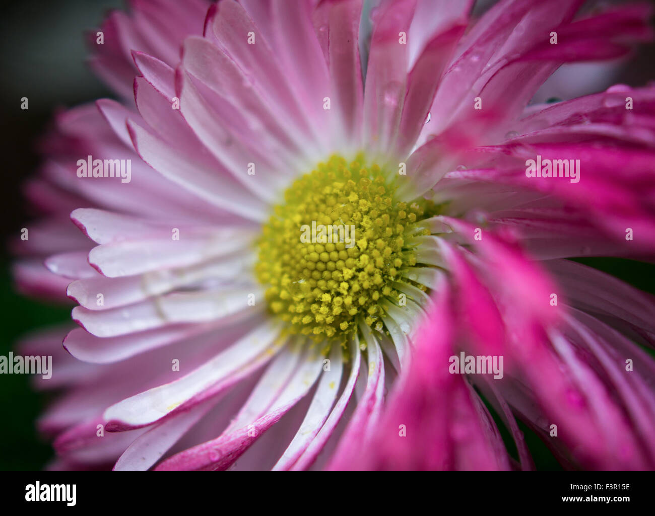 Garden daisy with dew in the garden Stock Photo - Alamy