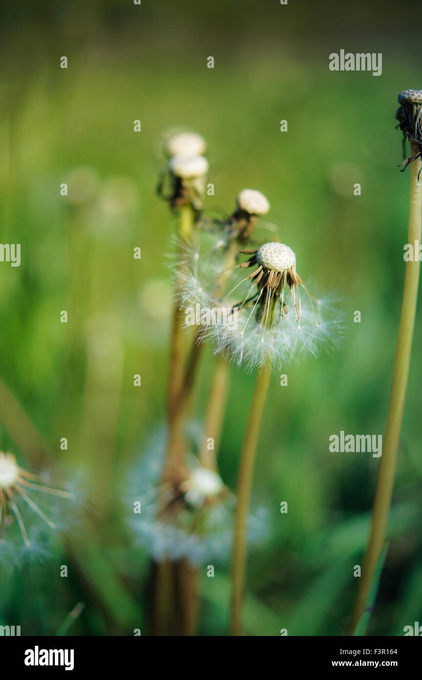 Old dandelion closeup in the field Stock Photo - Alamy
