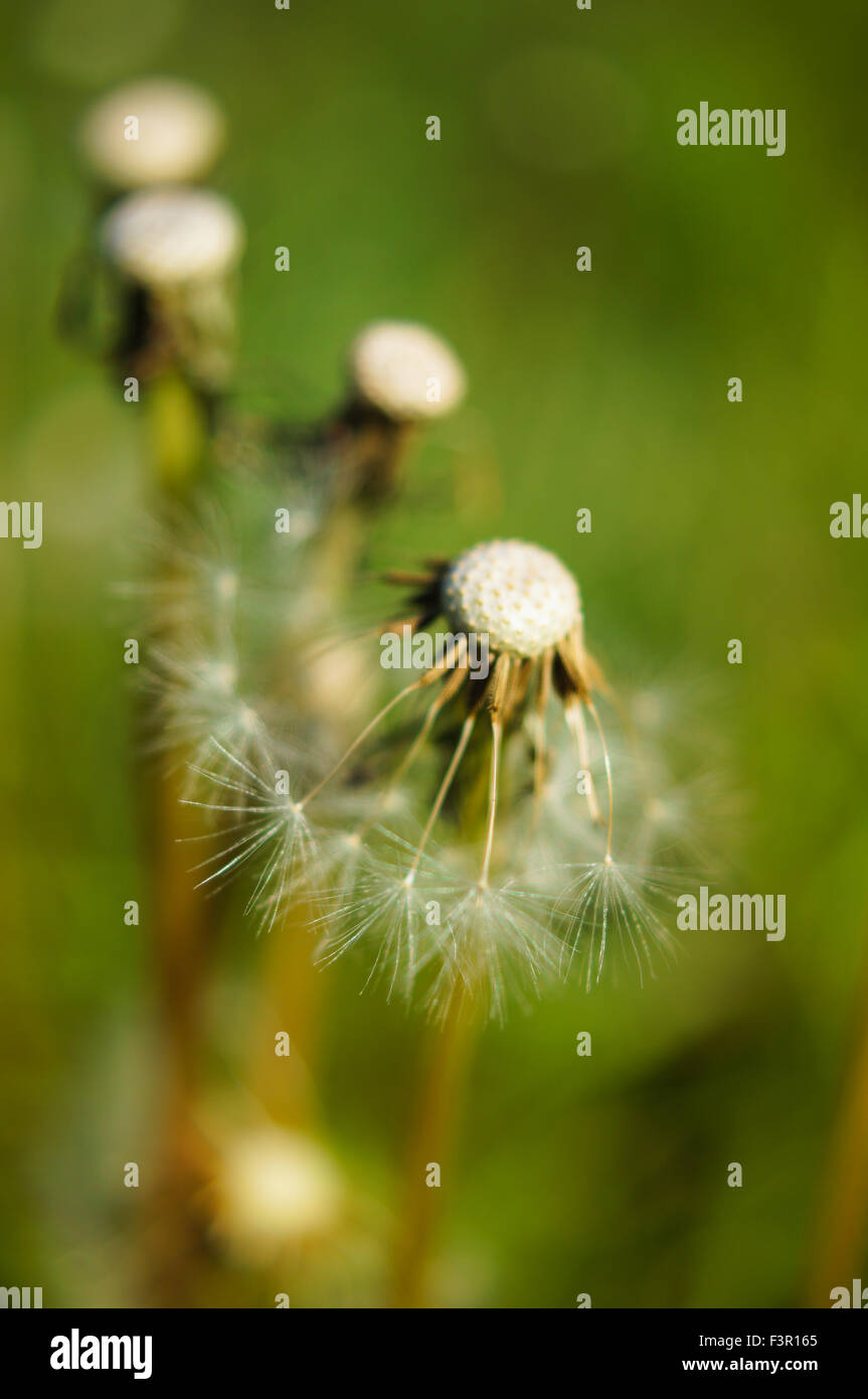 Old dandelion closeup in the field Stock Photo - Alamy