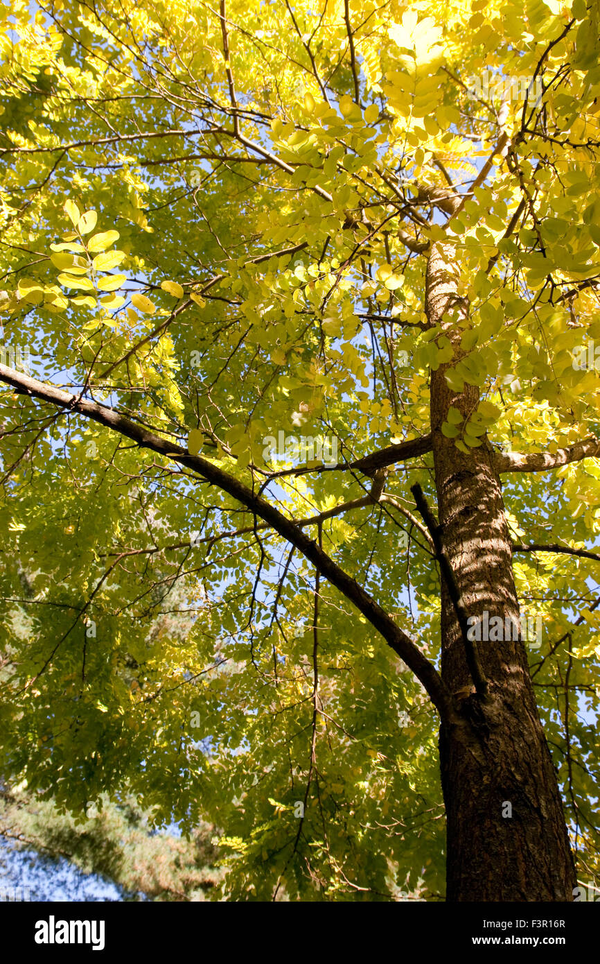 False Acacia Tree High Resolution Stock Photography and Images - Alamy