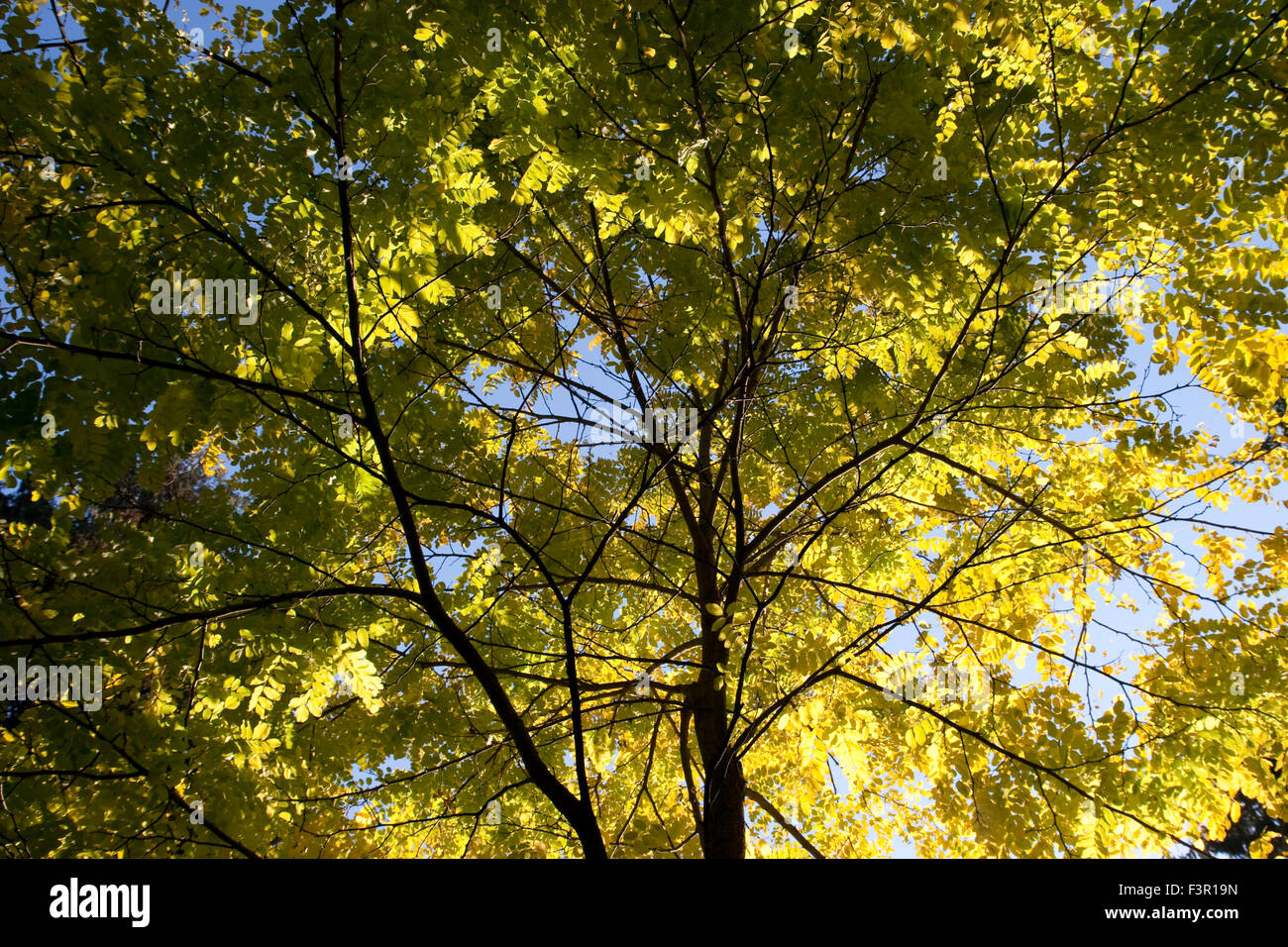 Robinia pseudoacacia 'frisia' hi-res stock photography and images - Alamy