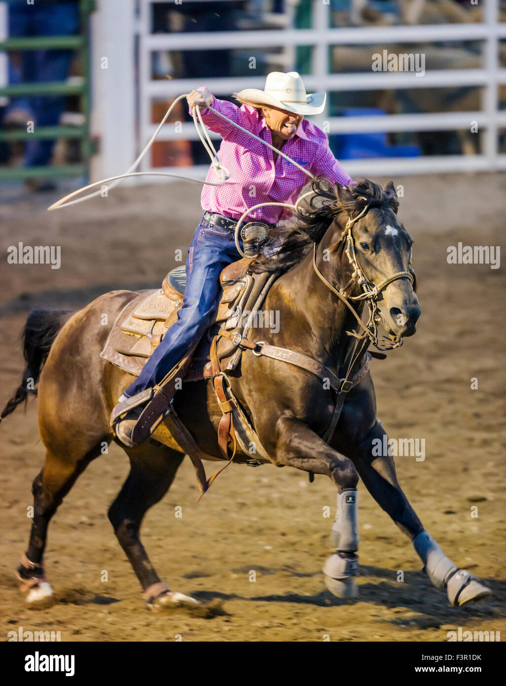 Rodeo cowgirl on horseback competing in calf roping, or tie-down roping ...