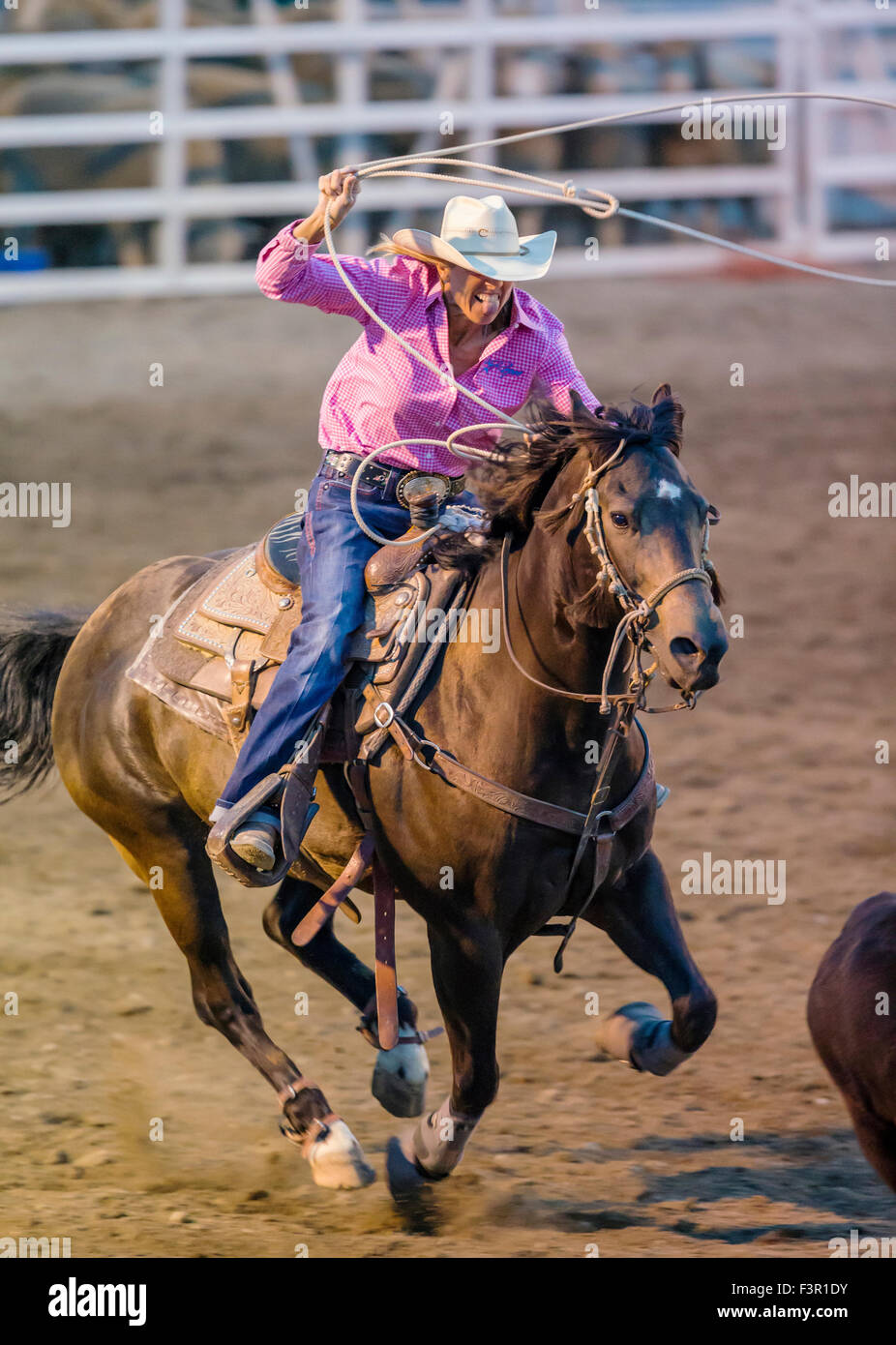 Rodeo cowgirl on horseback competing in calf roping, or tie-down roping ...