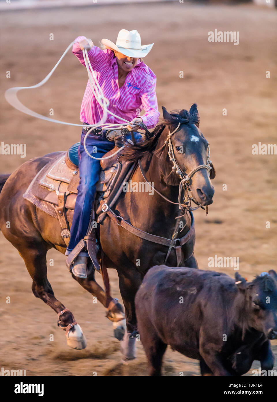 Rodeo cowgirl on horseback competing in calf roping, or tie-down roping ...