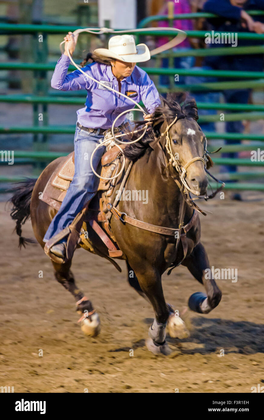 Rodeo cowgirl on horseback competing in calf roping, or tie-down roping ...