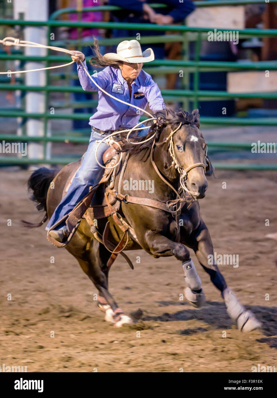 Rodeo cowgirl on horseback competing in calf roping, or tie-down roping ...
