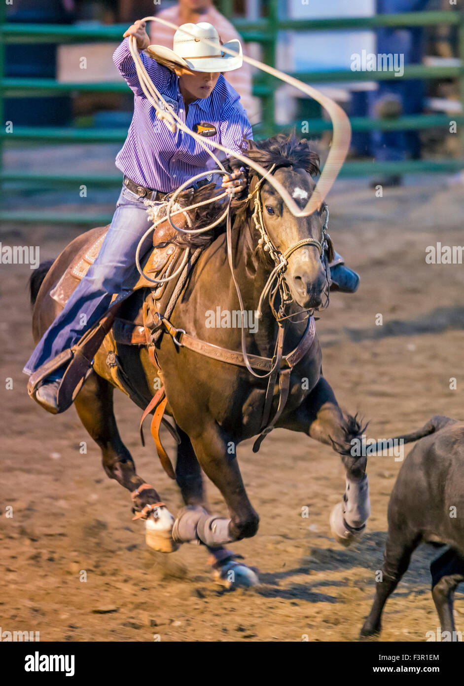 Rodeo cowgirl on horseback competing in calf roping, or tie-down roping ...