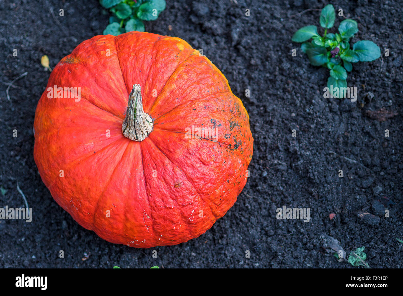 Large pumpkin in the garden Stock Photo - Alamy
