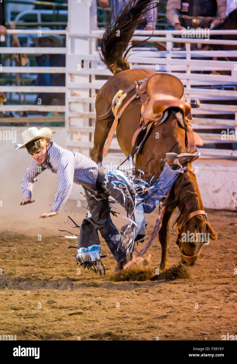 Rodeo cowboy riding a bucking horse, saddle bronc competition, Chaffee ...