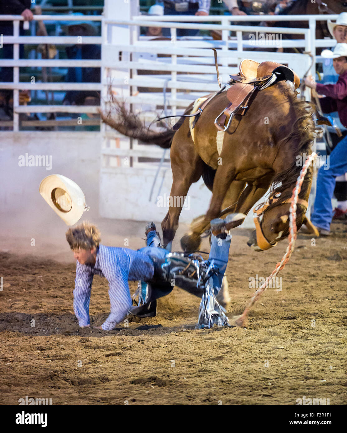 Dare to hope horse hi-res stock photography and images - Alamy