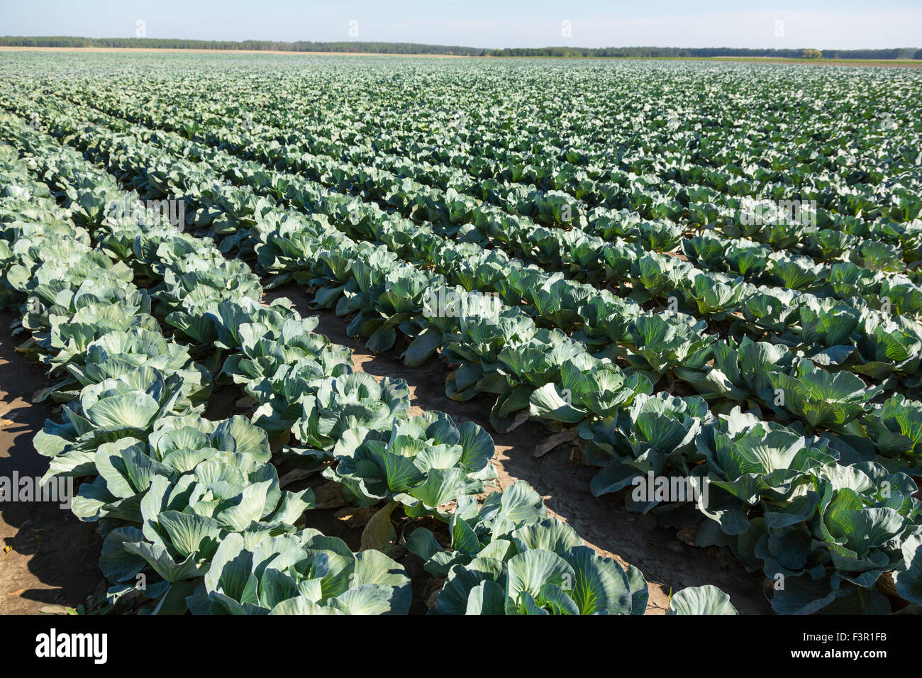 Landscape view of a freshly growing cabbage field Stock Photo - Alamy