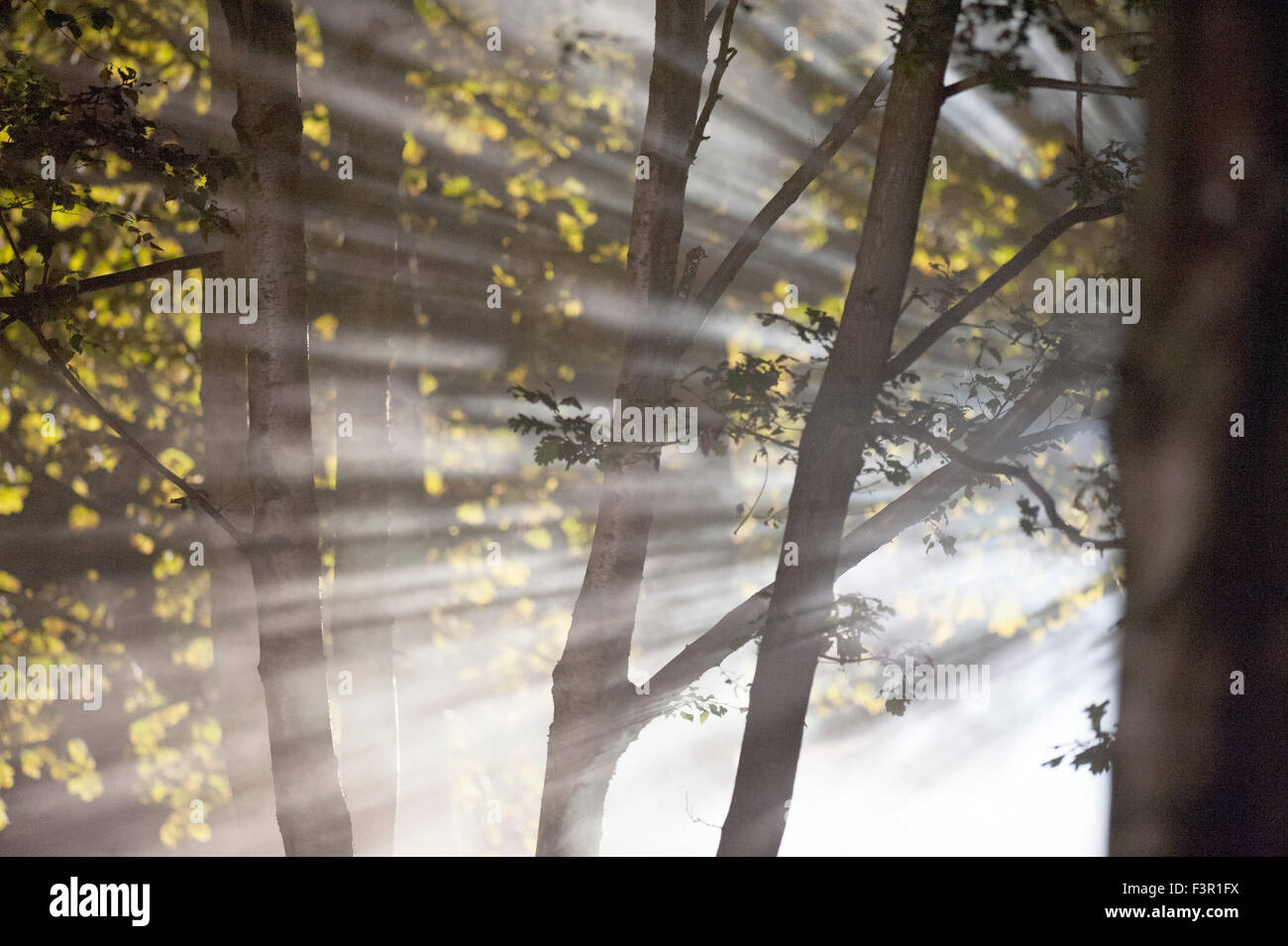 Sunlight through the leaves of a tree Stock Photo - Alamy