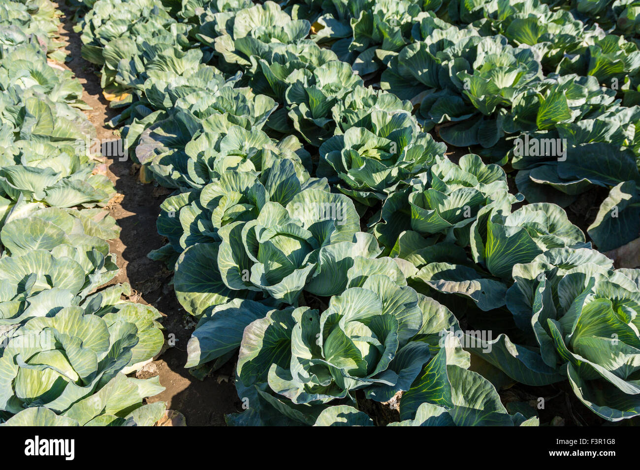Landscape view of a freshly growing cabbage field Stock Photo - Alamy