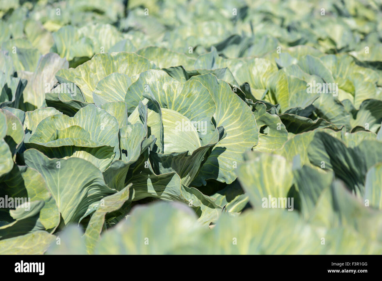 White cabbage growing on hi-res stock photography and images - Alamy