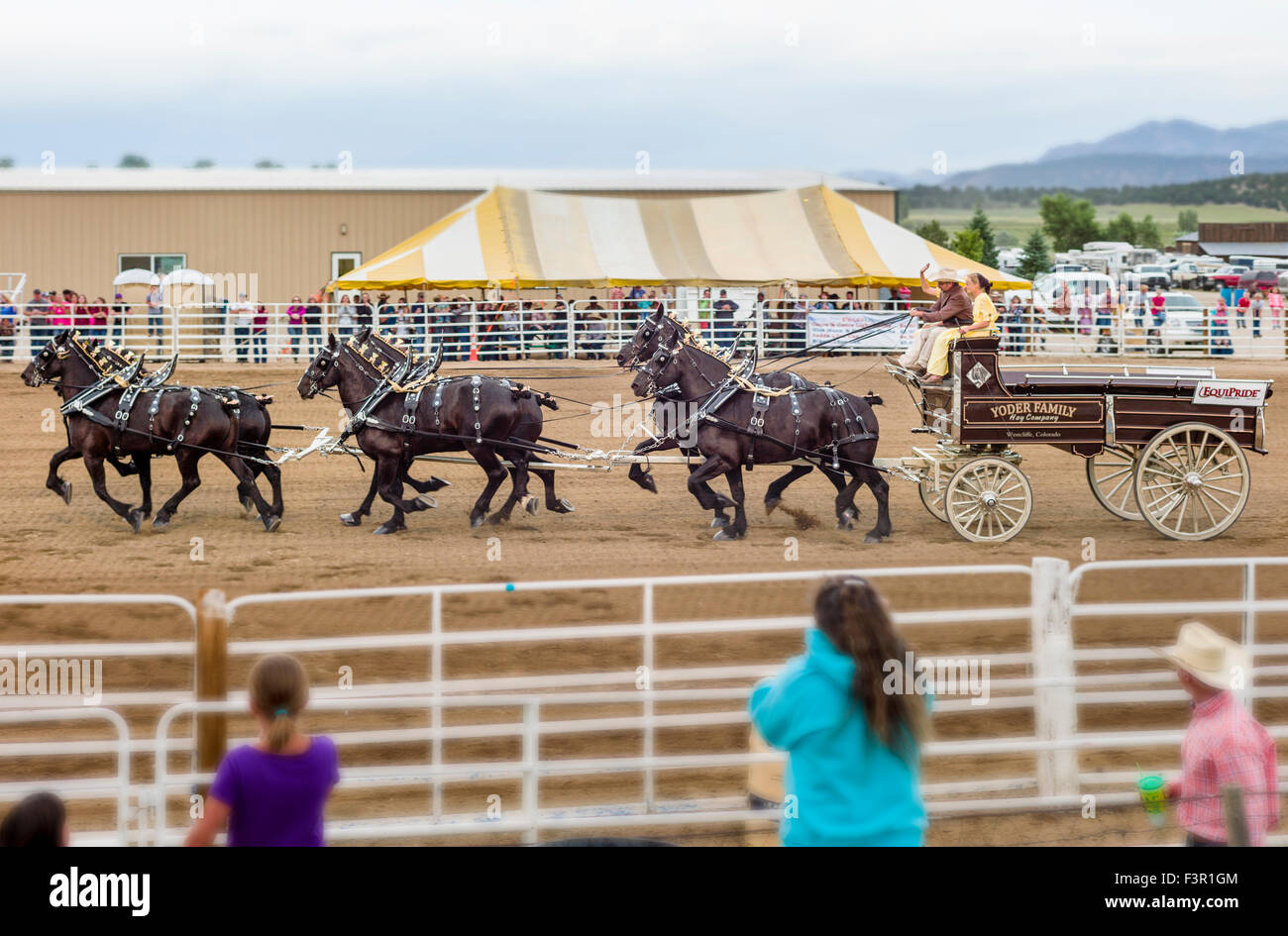 Draft horses working hi-res stock photography and images - Alamy