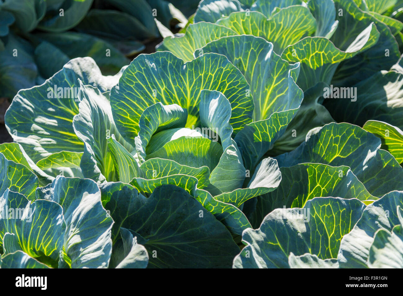 Cabbage green head in a field on a farm Stock Photo - Alamy