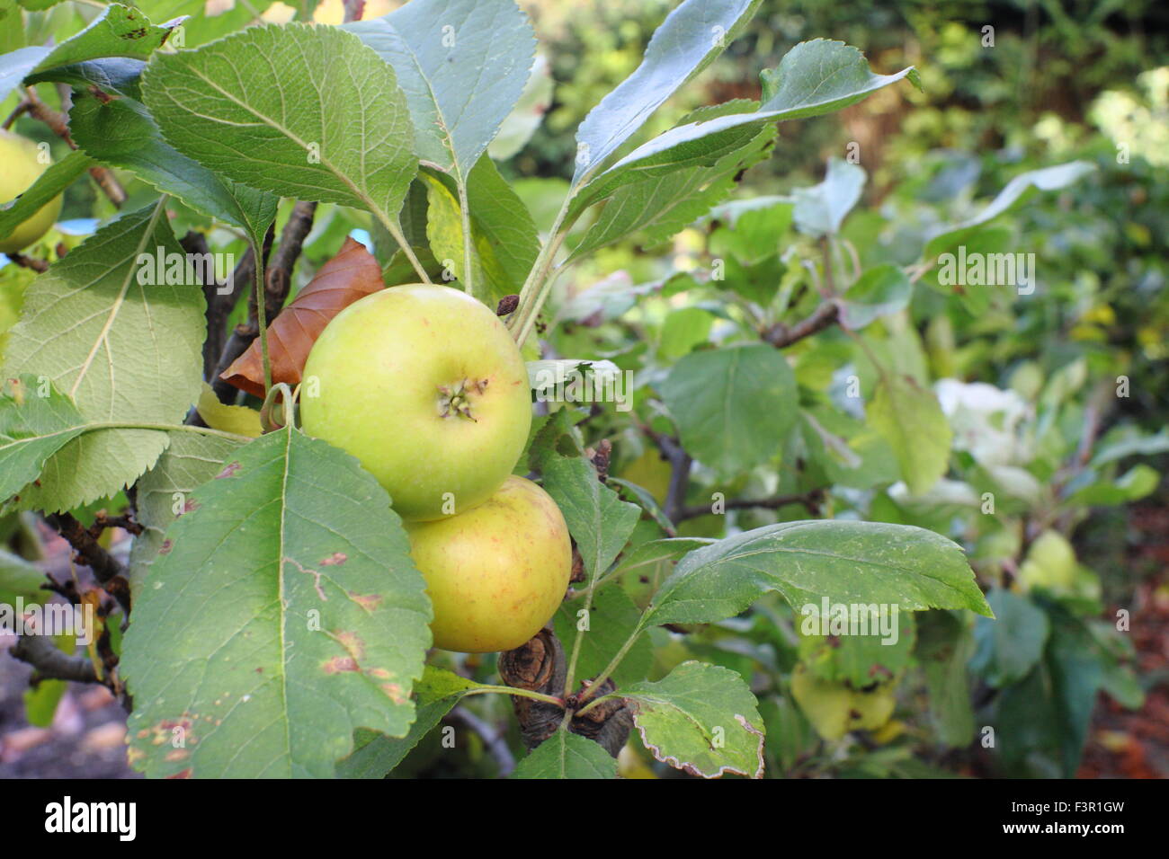 Apple growing cordon hi-res stock photography and images - Alamy