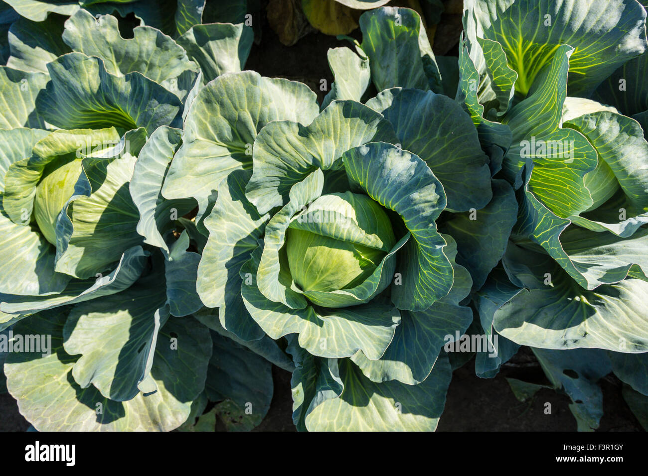 White cabbage growing on hi-res stock photography and images - Alamy