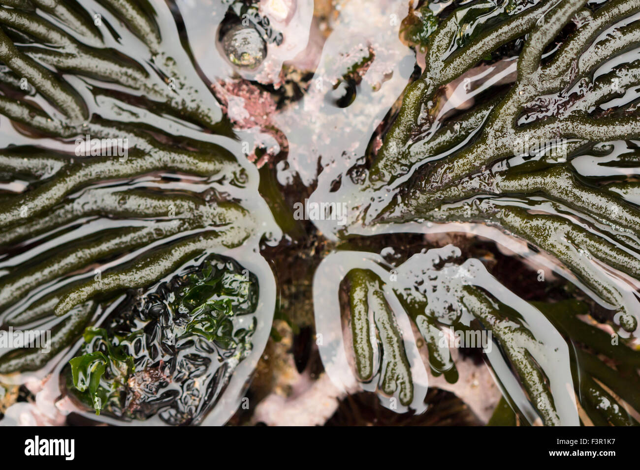 Tree-like green algae Stock Photo - Alamy