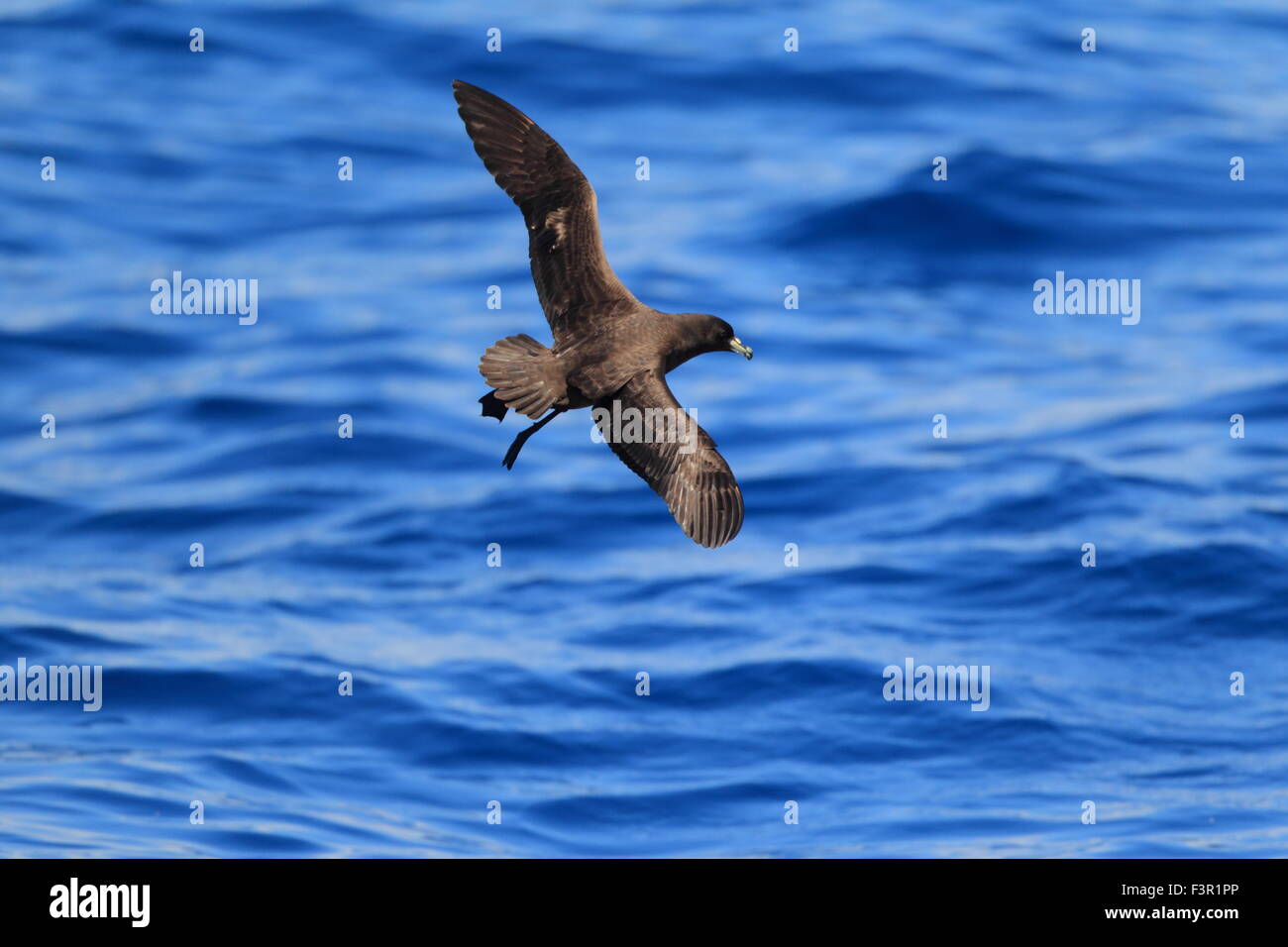 Petrel hi-res stock photography and images - Alamy
