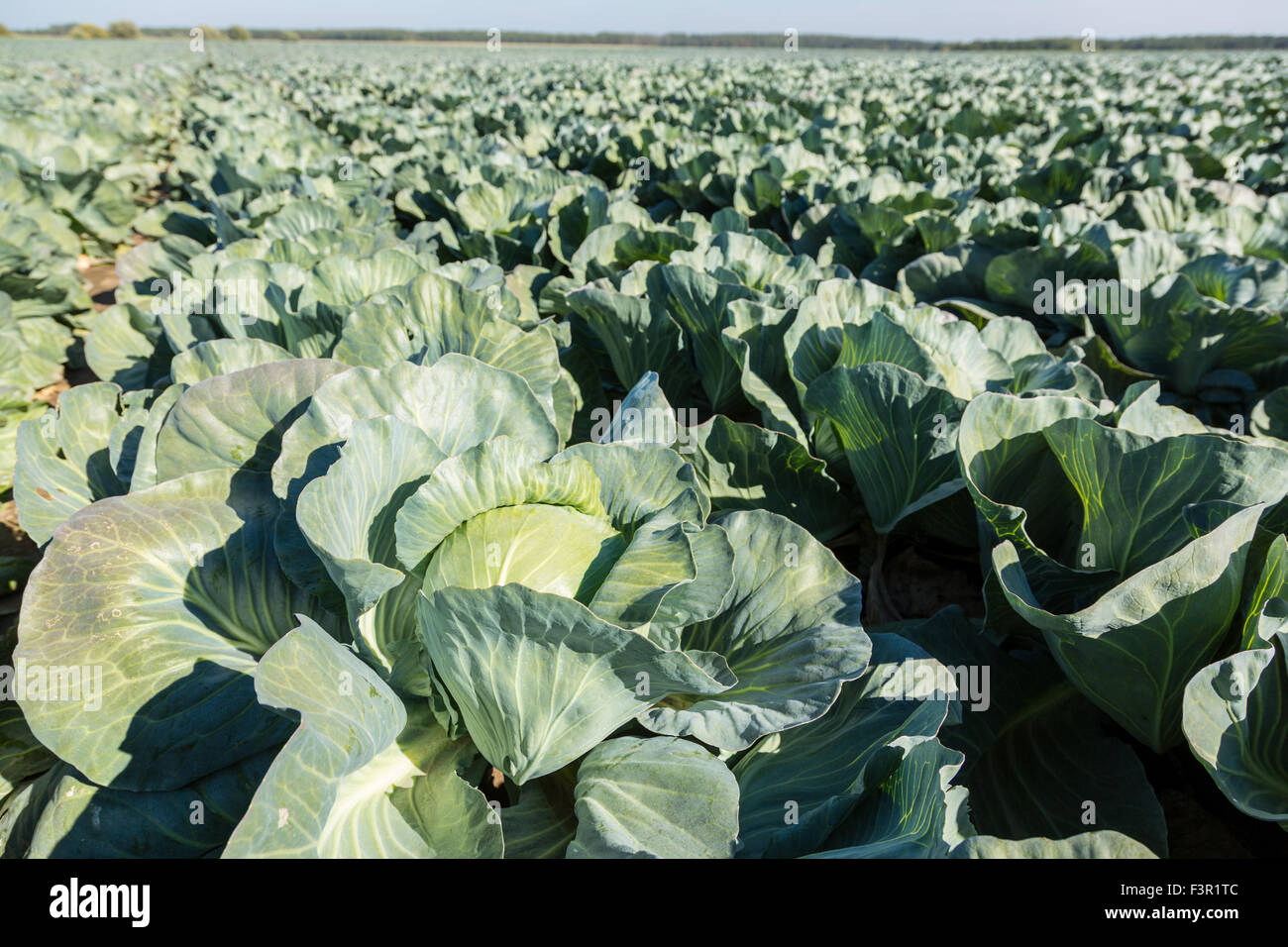 White cabbage growing on hi-res stock photography and images - Alamy