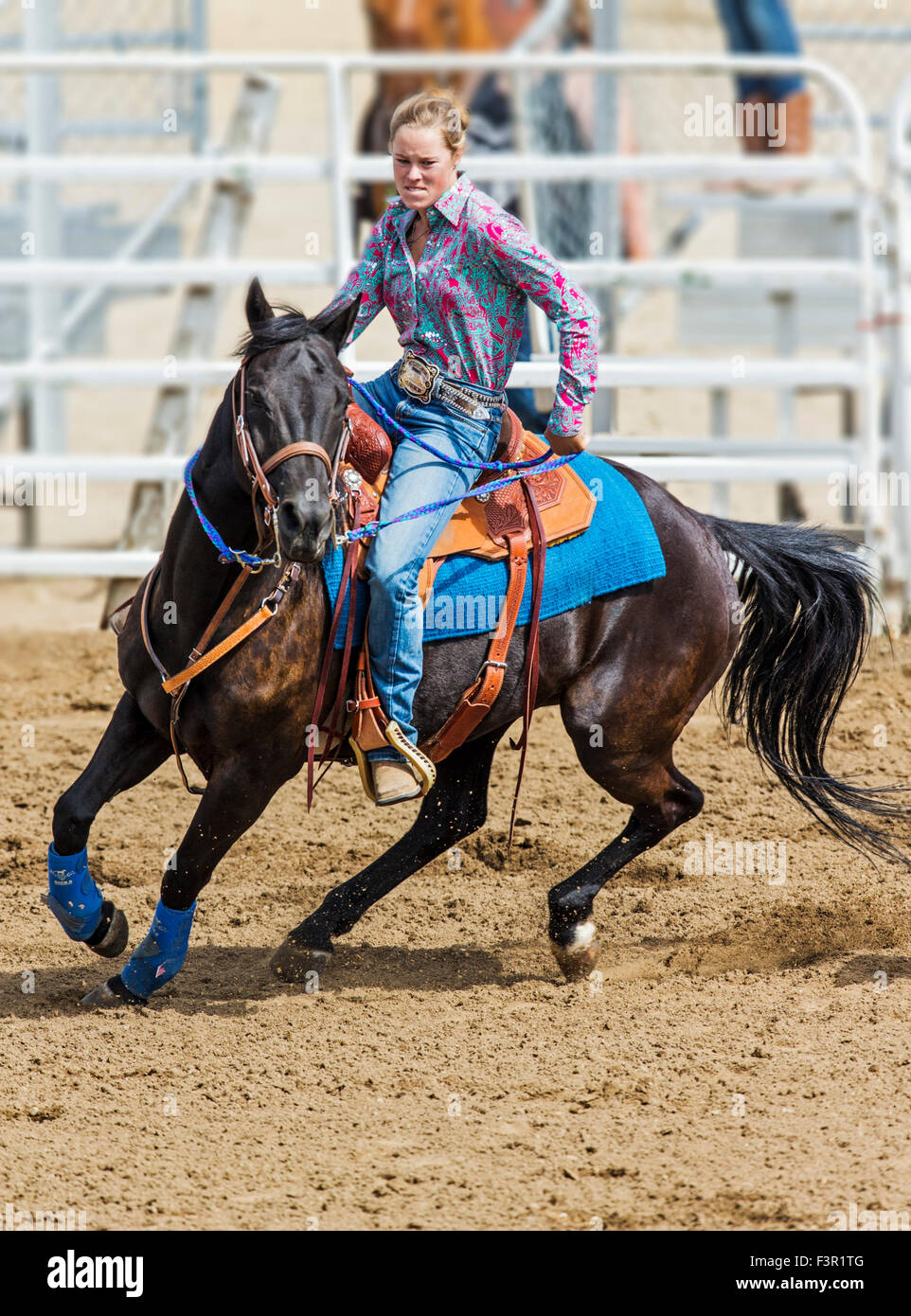 Rodeo cowgirl on horseback competing in barrel racing event, Chaffee ...