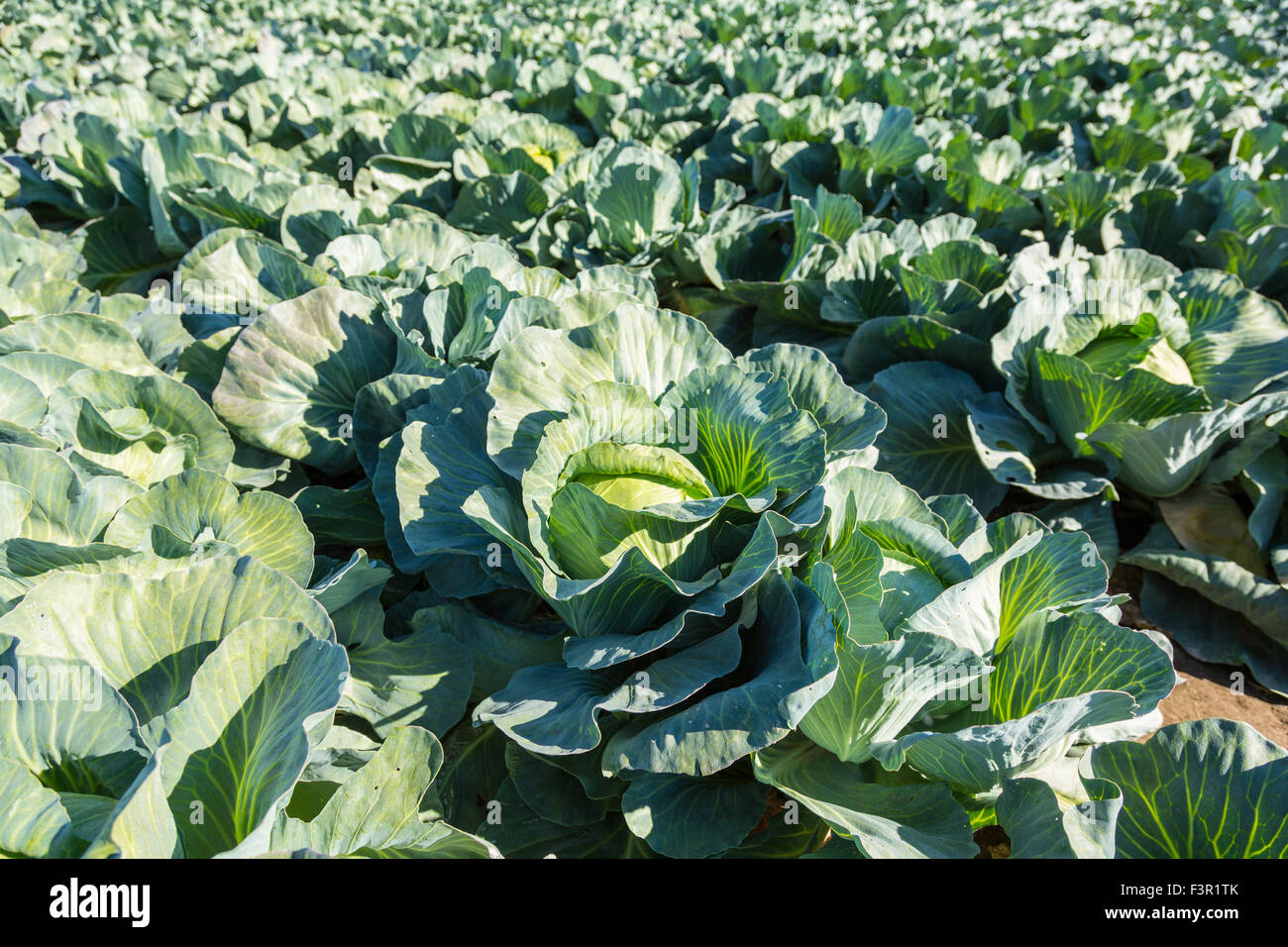 Landscape view of a freshly growing cabbage field Stock Photo - Alamy