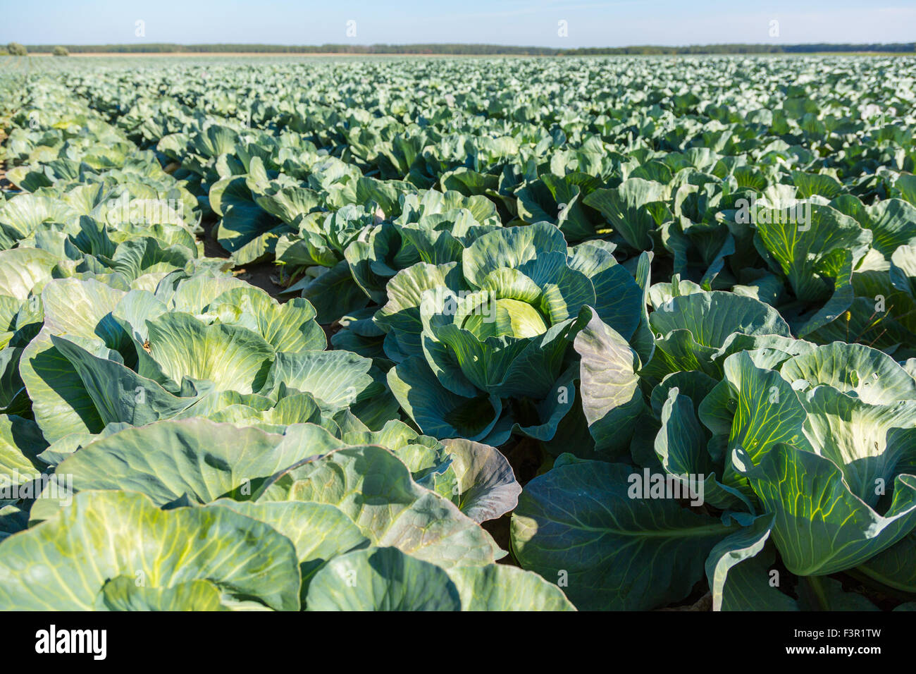 Landscape view of a freshly growing cabbage field Stock Photo - Alamy
