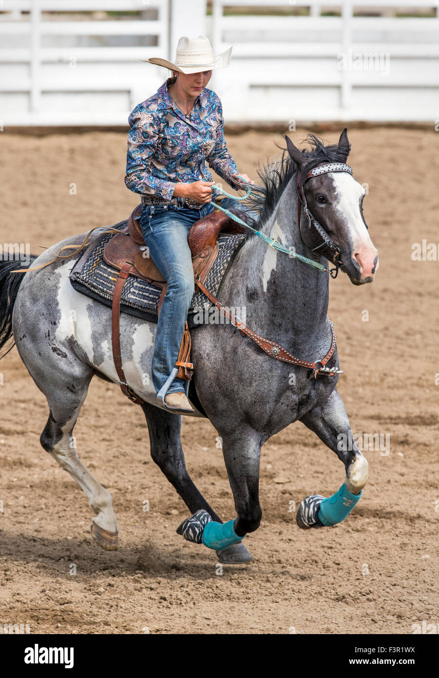 Rodeo cowgirl on horseback competing in barrel racing event, Chaffee ...