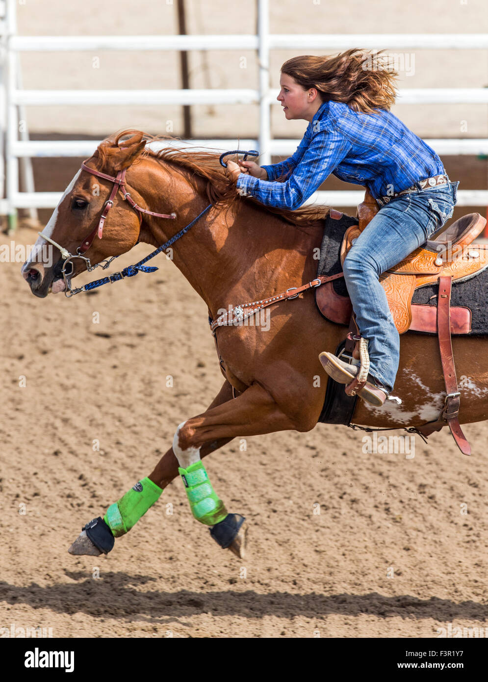Rodeo cowgirl on horseback competing in barrel racing event, Chaffee ...