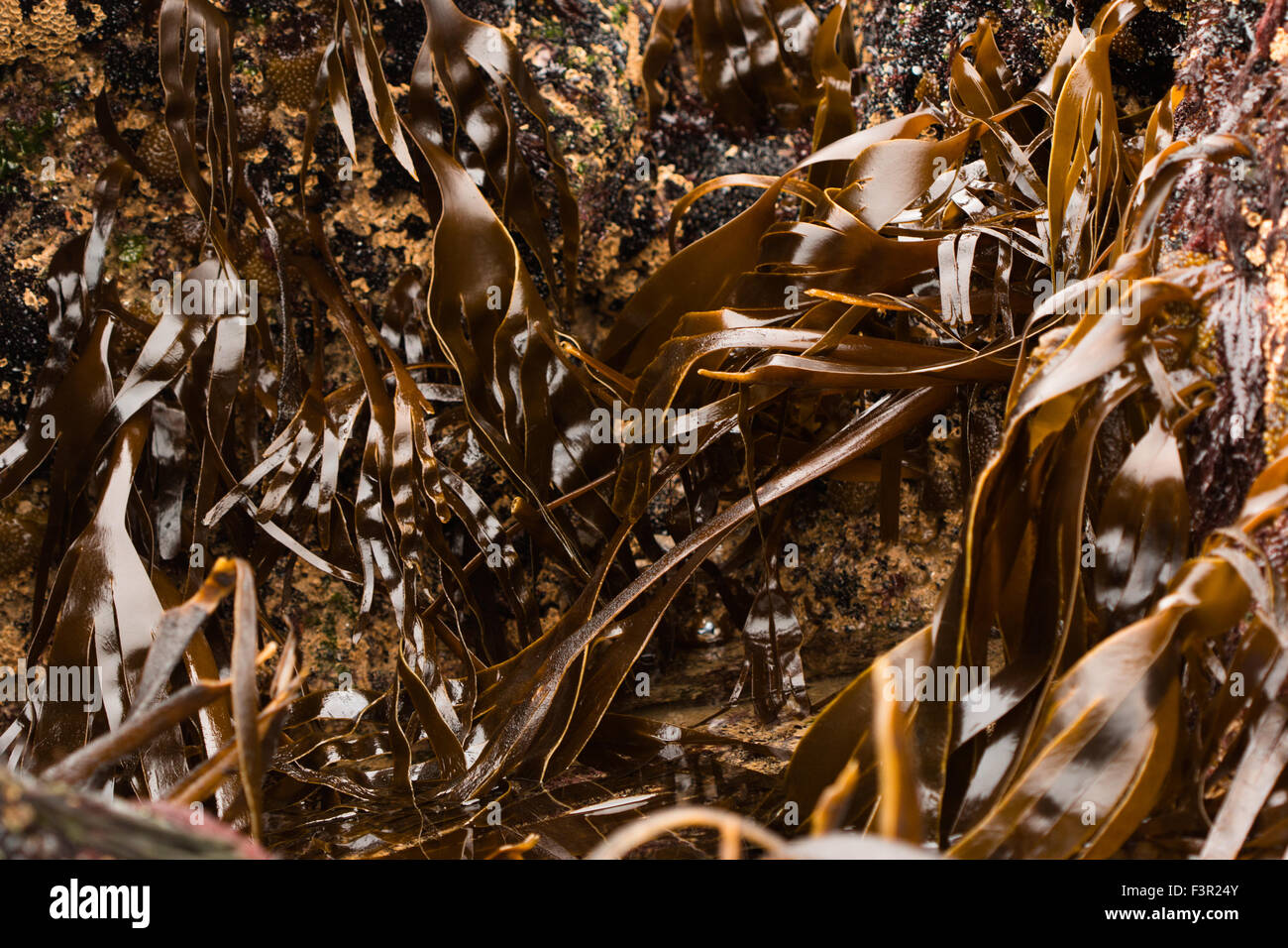 Kelp forest atlantic hi-res stock photography and images - Alamy