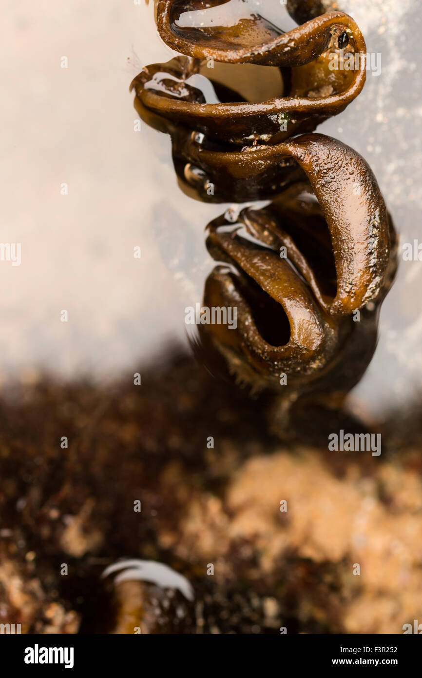 Curved structure of seaweed, kelp Stock Photo - Alamy