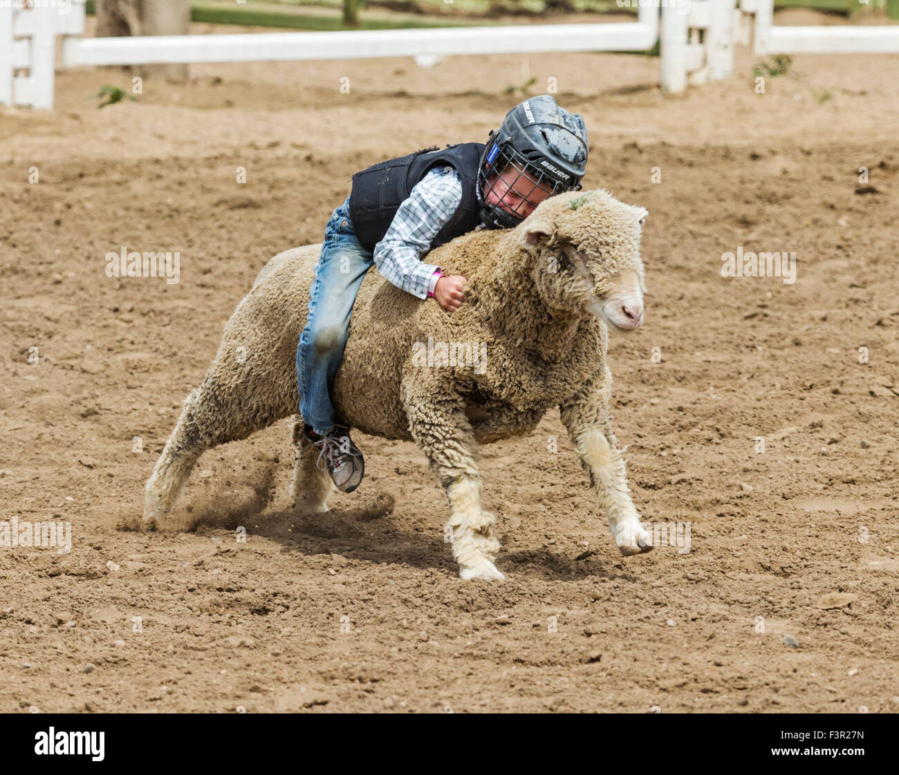Child competes in sheep riding, mutton bustin', event, Chaffee County ...
