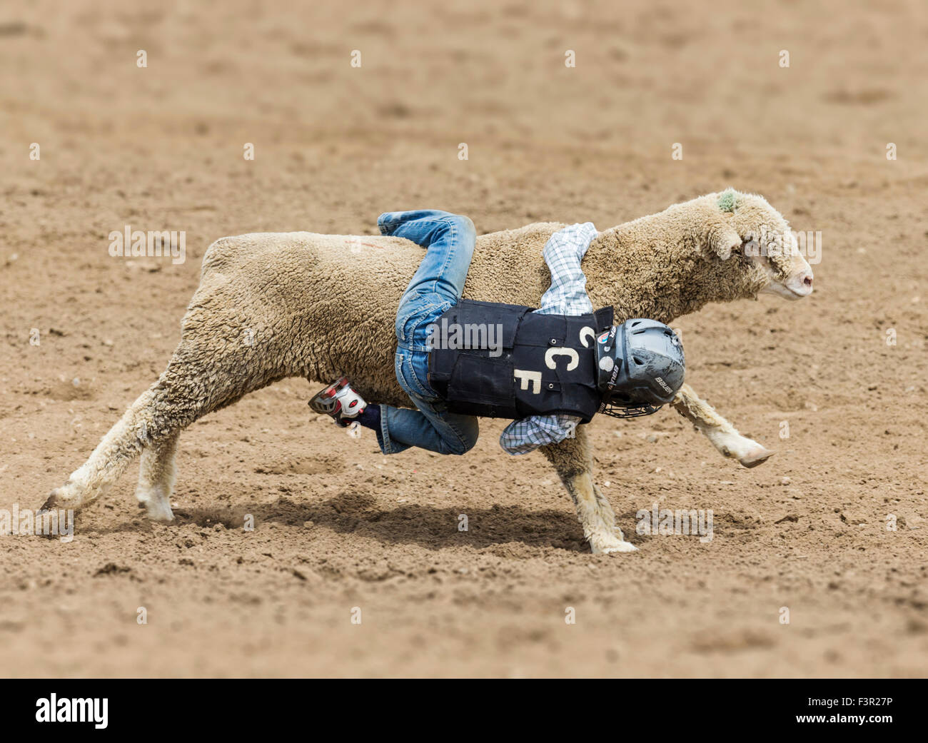Child competes in sheep riding, mutton bustin', event, Chaffee County ...