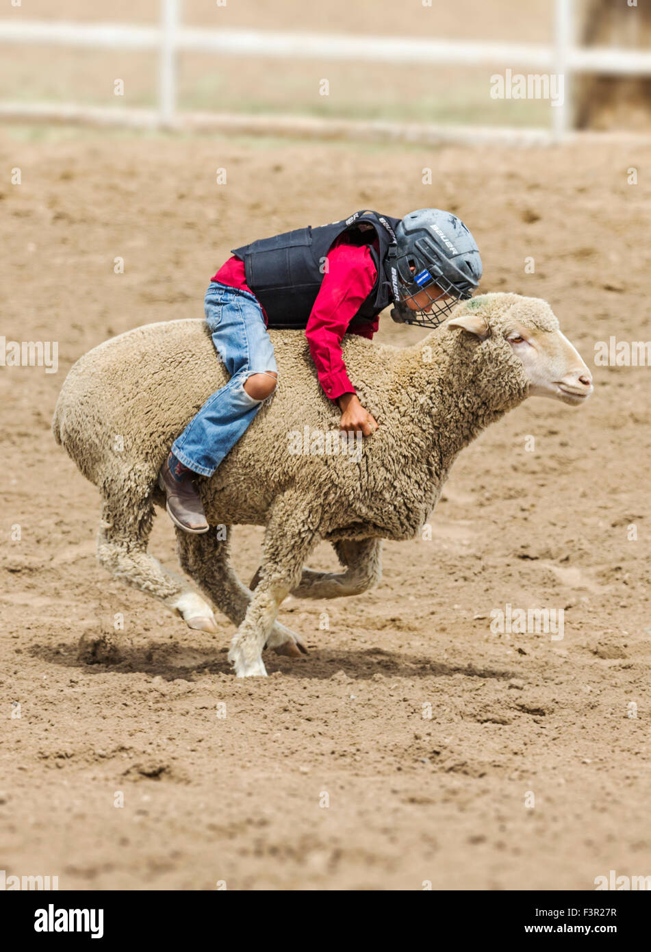 Child competes in sheep riding, mutton bustin', event, Chaffee County ...