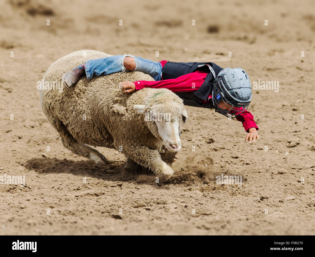 Child competes in sheep riding, mutton bustin', event, Chaffee County ...