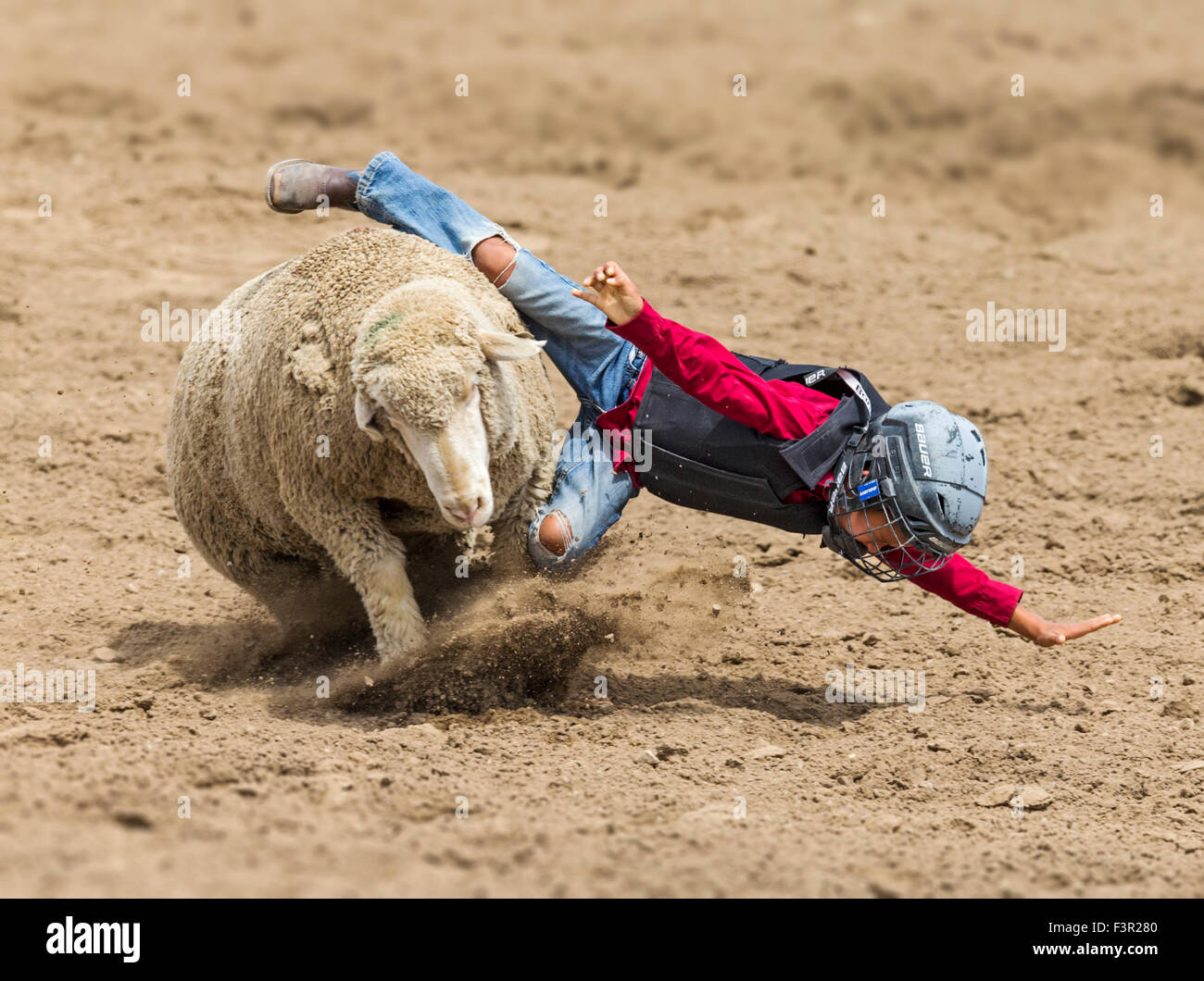 Child competes in sheep riding, mutton bustin', event, Chaffee County ...