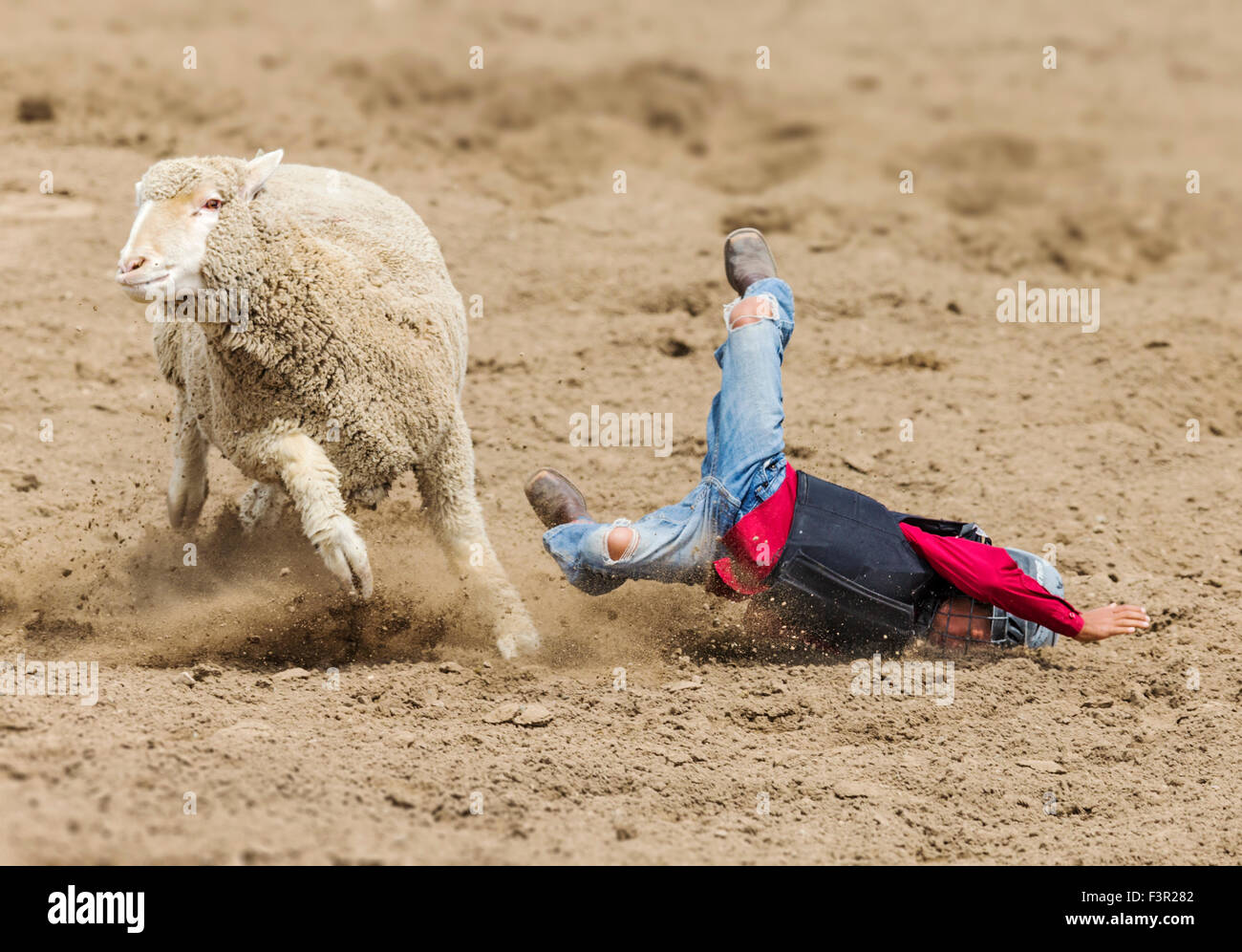 Child competes in sheep riding, mutton bustin', event, Chaffee County ...