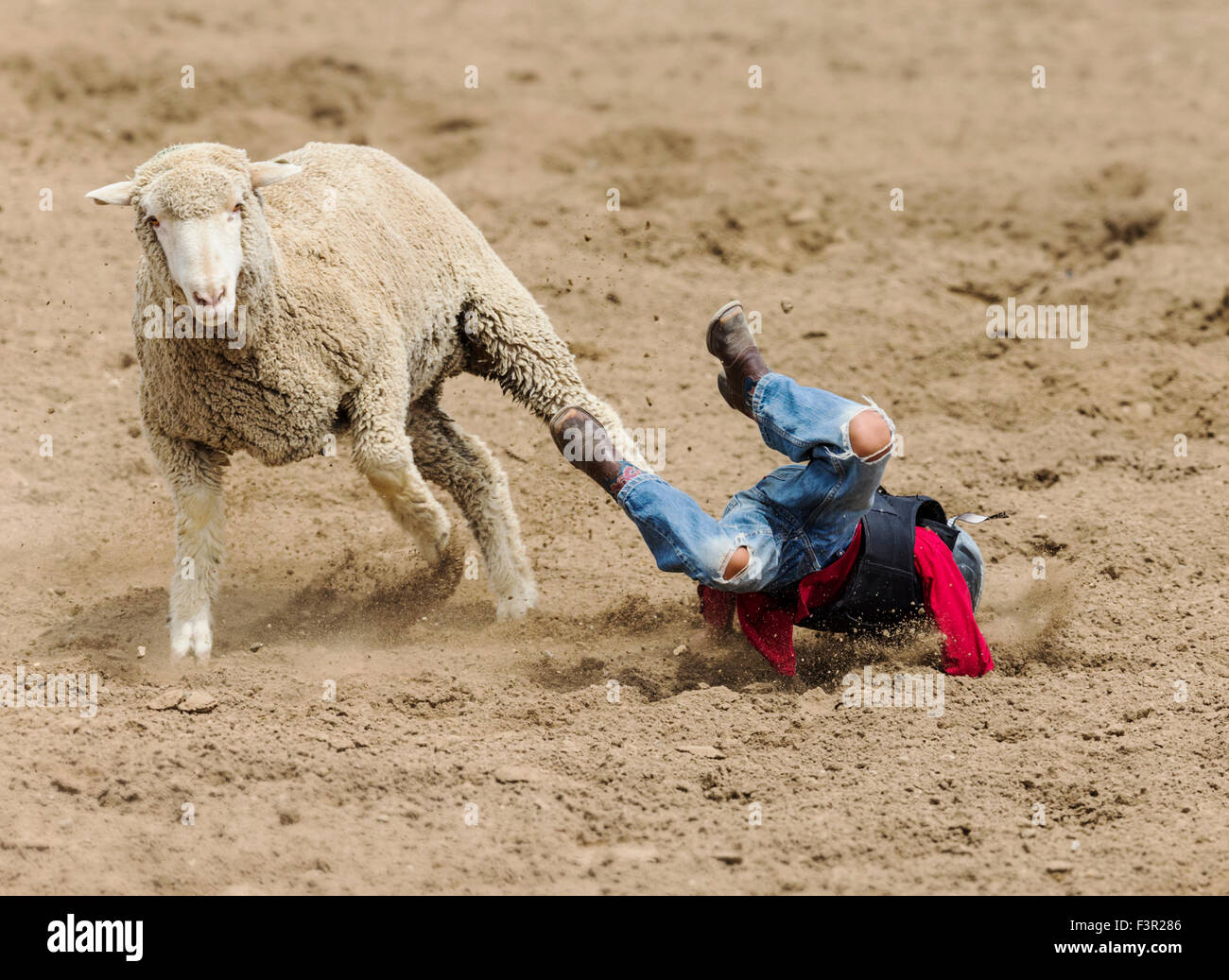 Mutton busting cowgirl riding sheep hi-res stock photography and images ...
