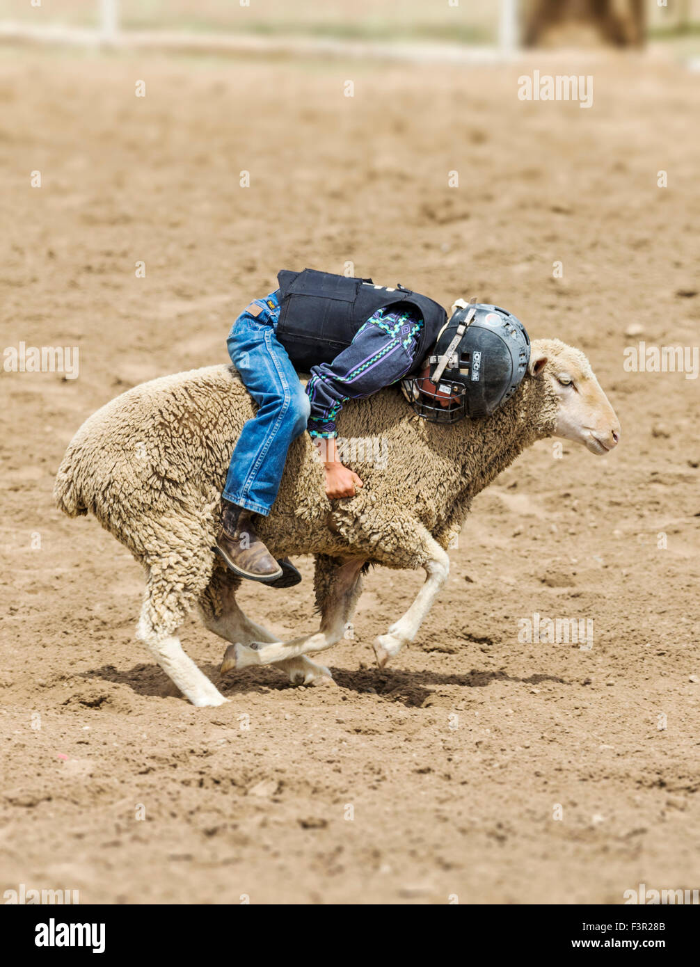 Child competes in sheep riding, mutton bustin', event, Chaffee County ...