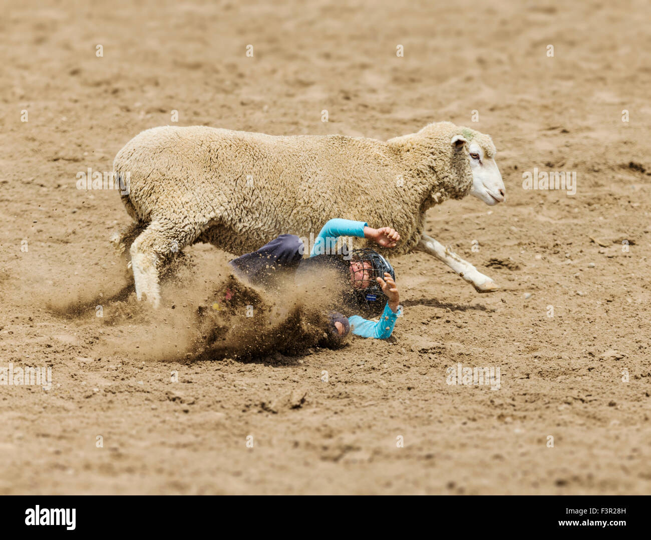 Child competes in sheep riding, mutton bustin', event, Chaffee County ...