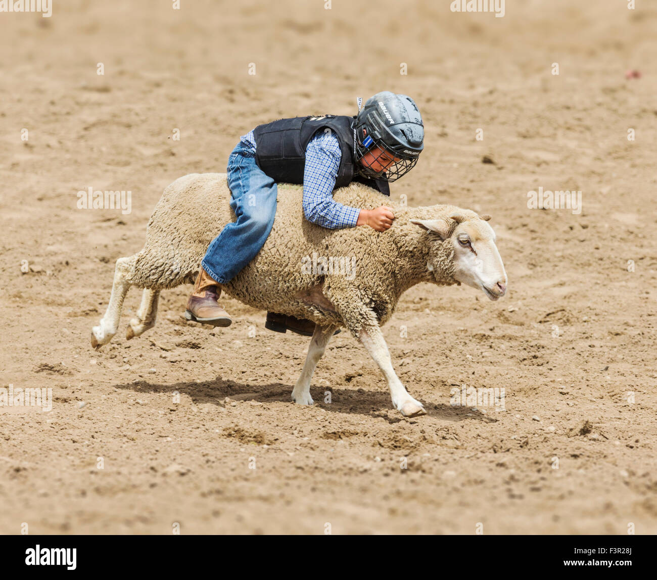Mutton busting cowgirl riding sheep hi-res stock photography and images ...