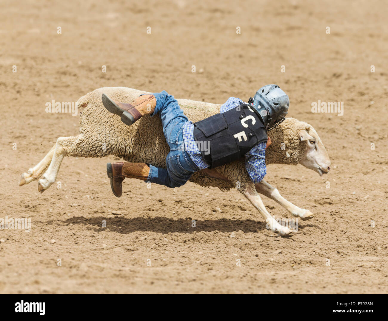 Child competes in sheep riding, mutton bustin', event, Chaffee County ...