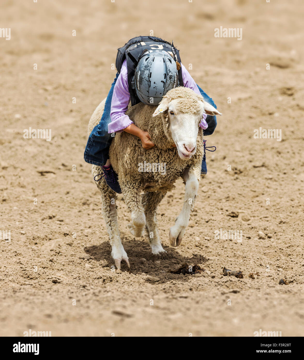 Child competes in sheep riding, mutton bustin', event, Chaffee County ...