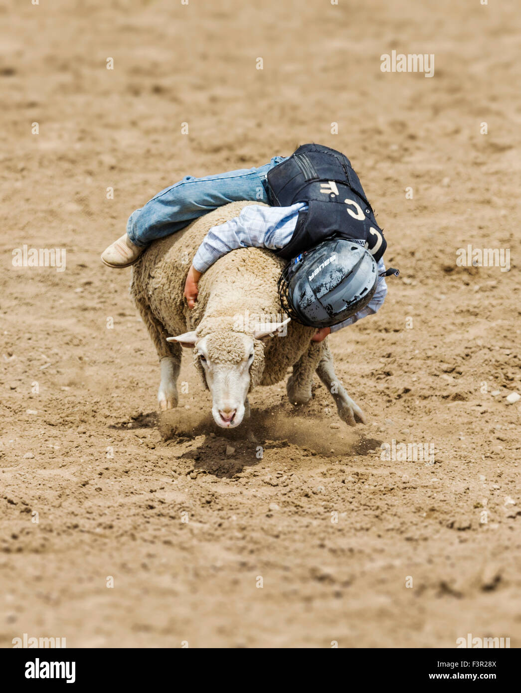 Child competes in sheep riding, mutton bustin', event, Chaffee County ...